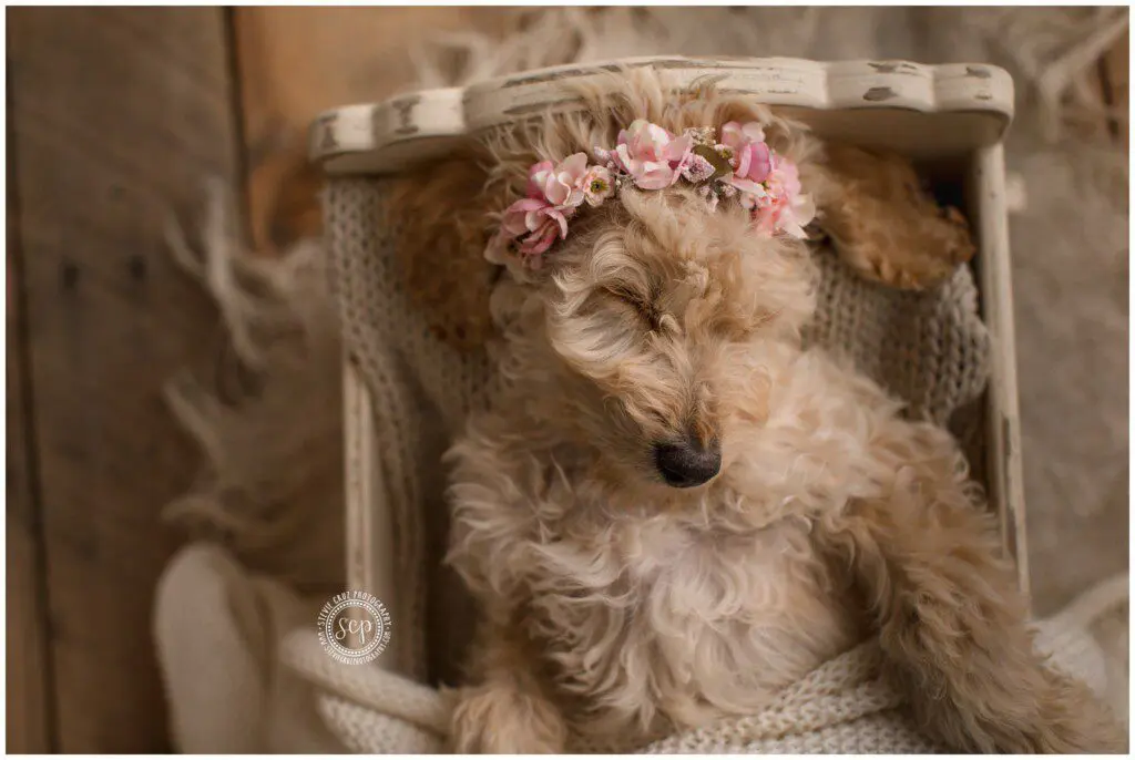 Goldendoodle Puppy Pictures | Orange County Newborn Photographer ...